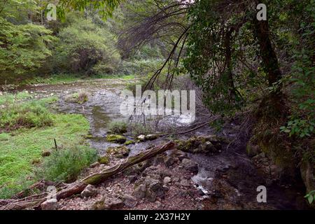 unpolluted stream of the springs Gradac River flowing through the karst ...