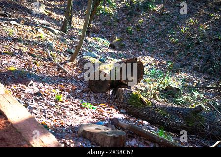 Giant tree trunks lay fallen, echoing the impact of human activity on ...