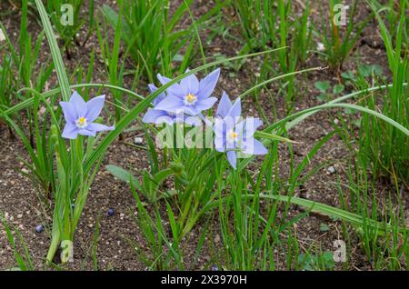 Prairie Pleatleaf, Nemastylis geminiflora Stock Photo - Alamy