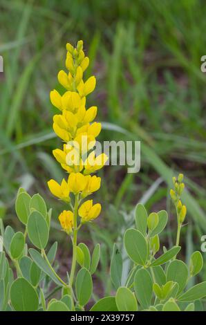 Yellow Wild Indigo, Baptisia sphaerocarpa Stock Photo - Alamy