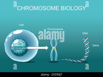 Cell and Chromosome Structure infographic illustration Stock Vector ...