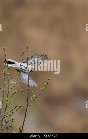 isolated wagtail flying in the wild Stock Photo - Alamy