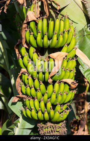 Close up Leaf of Small banana tree Stock Photo - Alamy