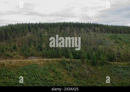 Commercial forestry in Central Wales, UK Stock Photo - Alamy