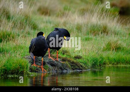Giant Coot (Fulica gigantea), pair of coots preening on the shores of ...