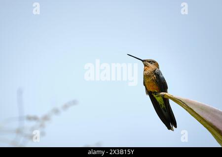 Giant Hummingbird (Patagona gigas), beautiful hummingbird perched on a ...
