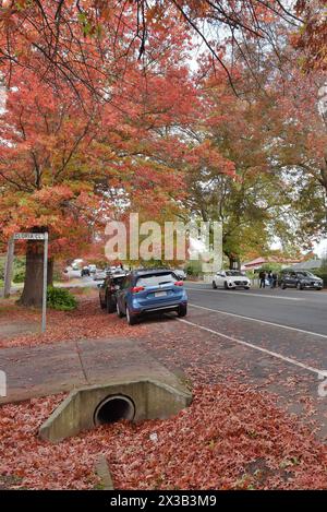 People visiting at Cement Creek Redwood Forest Yarra Ranges National ...