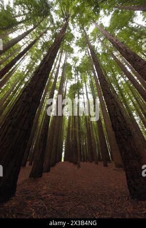 Melnourne, Victoria, Australia. 25th Apr, 2024. People visiting at ...