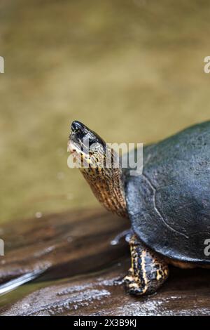 Black Wood Turtle (Rhinoclemmys funerea) at hte edge of water, Costa ...