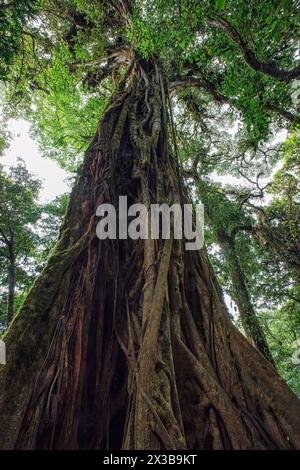 Tall trees of the Monteverde Cloud Forest Reserve, Costa Rica Stock ...