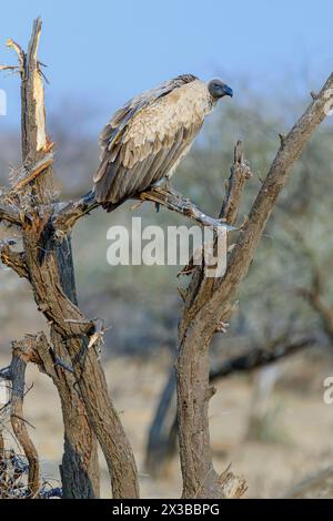 Cape Vulture, Gyps coprotheres, Mashatu Game Reserve, Botswana Stock ...