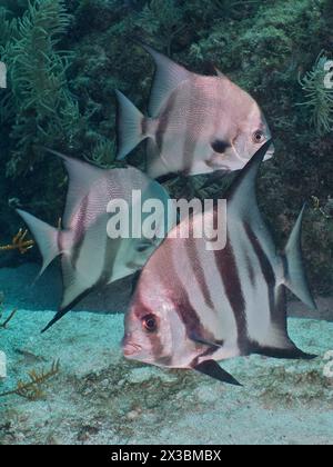 Atlantic spadefish (Chaetodipterus faber) with distinctive stripes ...