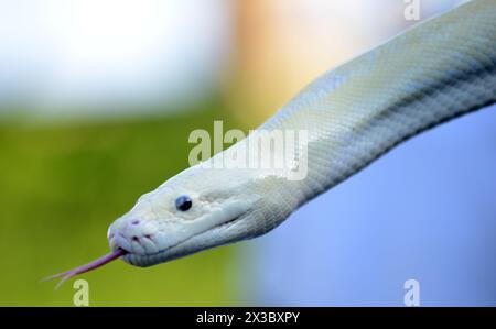 A amelanistic python Stock Photo - Alamy