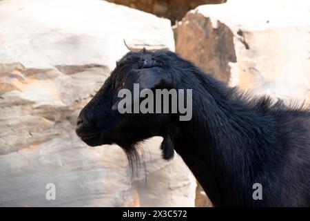 goats are farm animals that have horns that arch backward, a short tail ...
