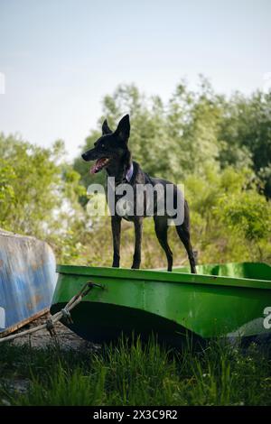 Cute mix breed green-eyed cat looking forward while sitting in the yard ...
