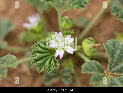 Little Mallow - Malva parviflora Stock Photo - Alamy
