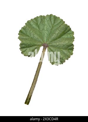 cheeseweed mallow (Malva parviflora Stock Photo - Alamy