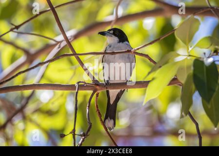 Grey Butcherbird, Cracticus torquatus, Bickley, Perth Hills, Western ...