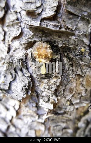 Amber pine resin natural / extraction turpentine form trunk and bark ...