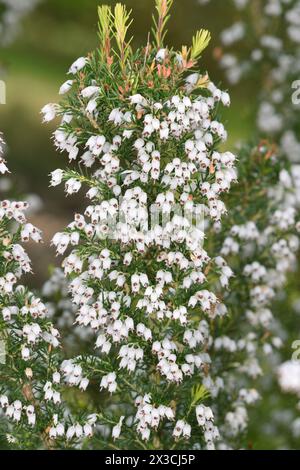 Portuguese Heath - Erica lusitanica Stock Photo - Alamy