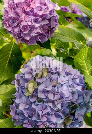 A closeup of a beautiful blue hydrangea macrophylla flower, showing its ...