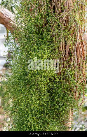 Close-up of a Bowiea volubilis plant, also known horticulturally as a ...