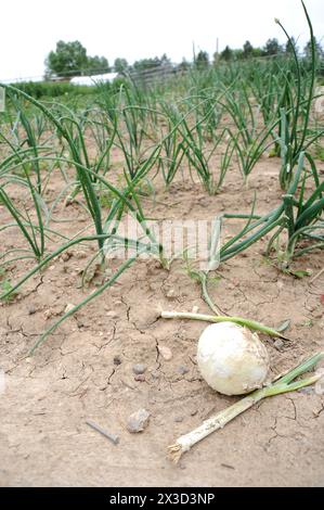 Bulbs sprouting green shoots in garden setting Stock Photo - Alamy