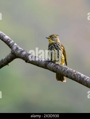 striated bulbul or Alcurus striatus observed in Khonoma in Nagaland ...
