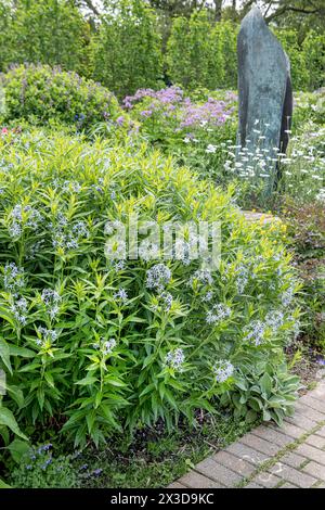 Eastern bluestar, Common Bluestar, Amsonia (Amsonia tabernaemontana ...