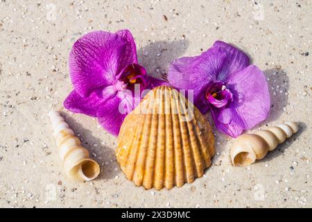 shells, snail shells and orchid flowers on the beach Stock Photo - Alamy