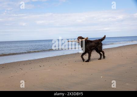 Irish Setter on the beach in Domburg on Walcheren, Zeeland, Netherlands ...
