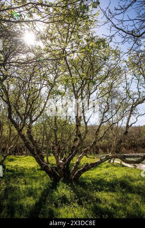 Netherlands, Zeeland, snaggy birch tree at the nature reserve de ...
