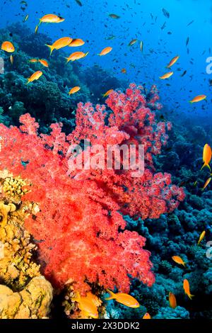 Multi-branched Coral Trees, Soft Coral, Reef Building Corals, Coral ...