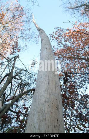 Dead trees still standing, close up Stock Photo - Alamy