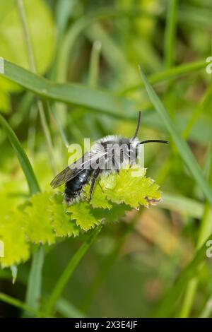 Danubian Miner, Grey Mining Bee (Andrena cineraria) on flowers of ...