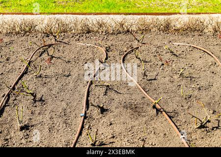 heating system for growing roses in open ground Stock Photo - Alamy