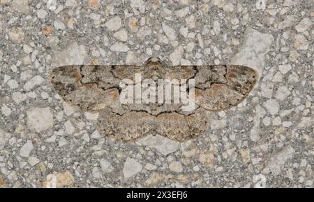 Brown-shaded Gray (Iridopsis defectaria Stock Photo - Alamy