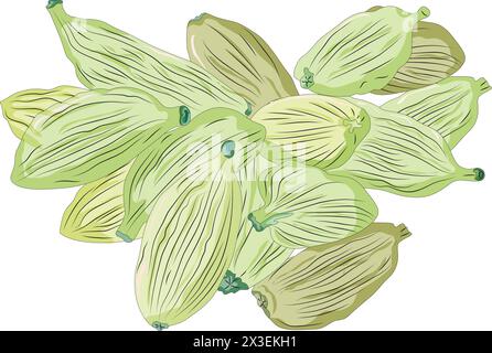 cardamom green organic cartoon vector illustration Stock Vector Image ...