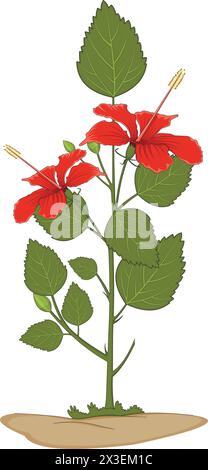 Hibiscus Plant Vector Stock Vector Image & Art - Alamy