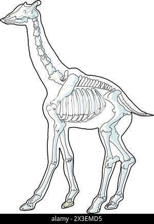 vector illustration of anatomy of the skeleton of the foot Stock Vector ...