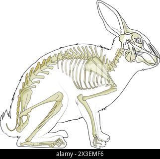 animal rabbit cartoon Stock Vector Image & Art - Alamy