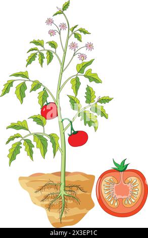 Cartoon vector illustration of structure of plant cell. Illustration ...