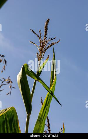 Corn growing on tree with the sunlight Stock Photo - Alamy