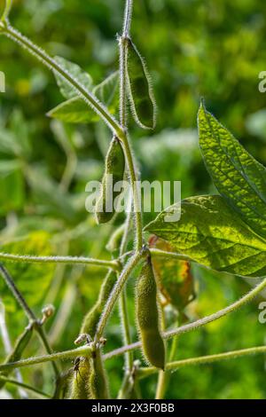 Soy beans grow in the field. Selective focus. Nature Stock Photo - Alamy