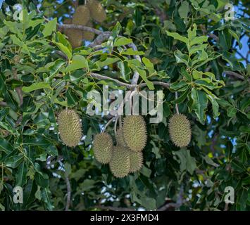 Unusual spiny seed pods of Flindersia australis, an Australian native ...