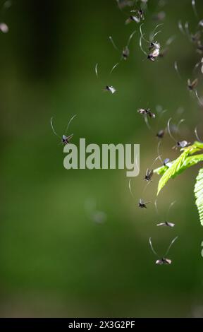 small bugs flying in green forest Stock Photo - Alamy