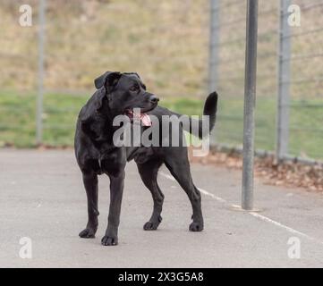 A cane corso german shepherd mix in Jena while training Stock Photo - Alamy