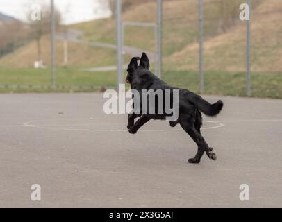 A cane corso german shepherd mix in Jena while training Stock Photo - Alamy