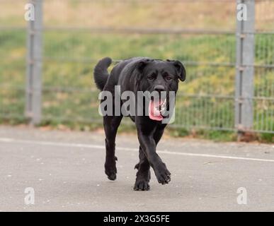 A cane corso german shepherd mix in Jena while training Stock Photo - Alamy
