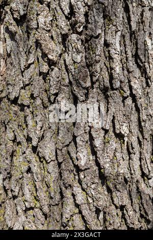 swamp white oak (Quercus bicolor Stock Photo - Alamy